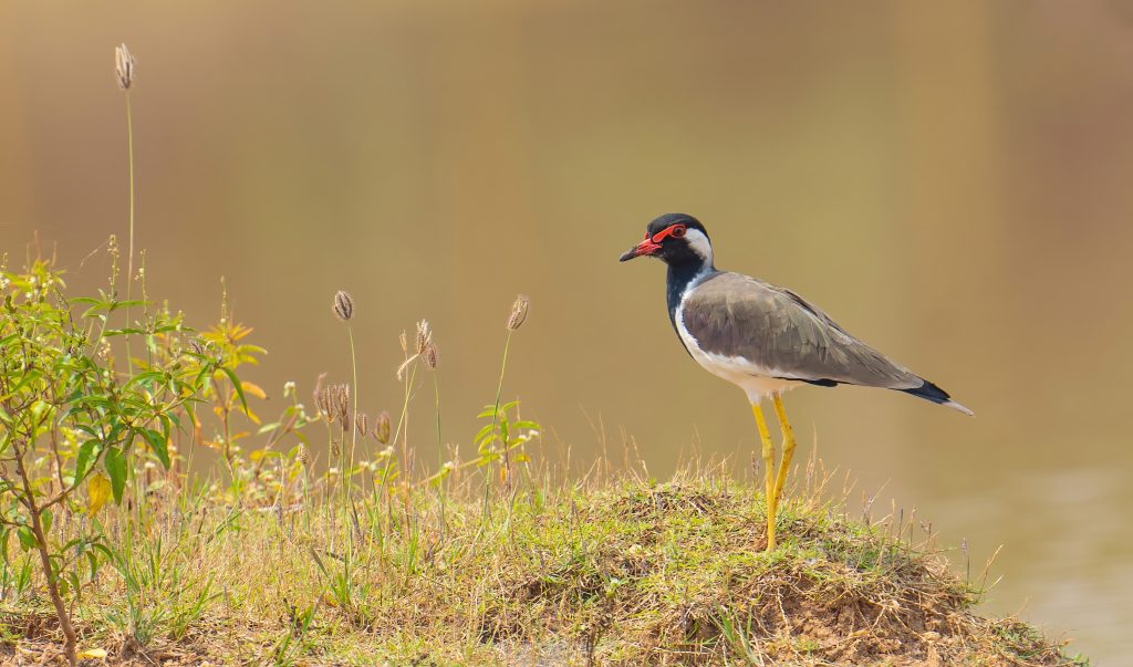 Red-wattled Lapwing - PixaHive