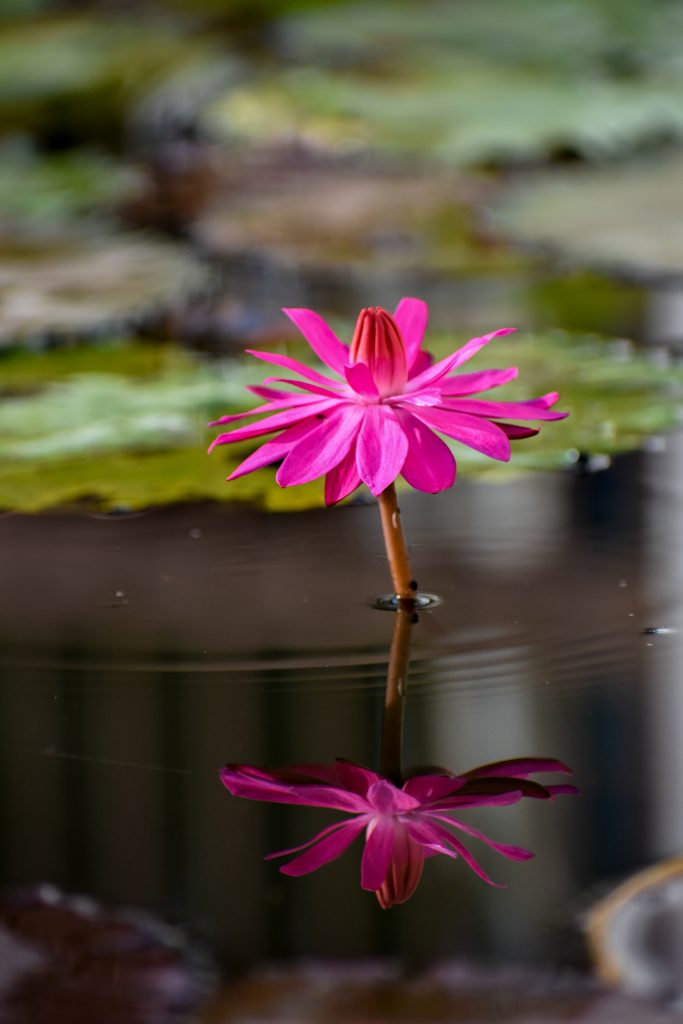 reflection - PixaHive