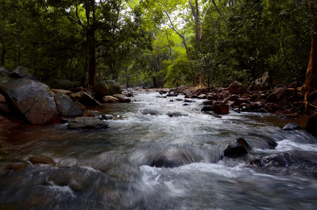 river in between the forest - PixaHive