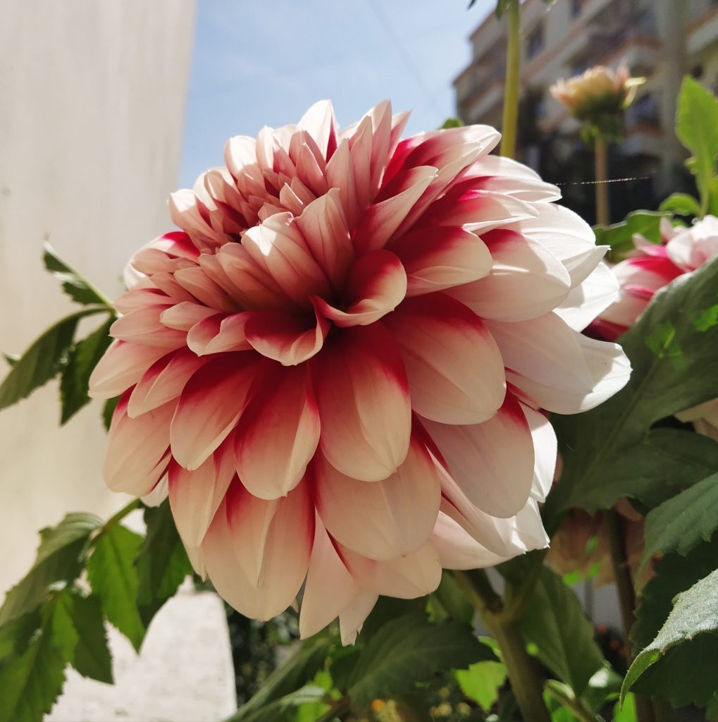 shaded daheliya flower - PixaHive