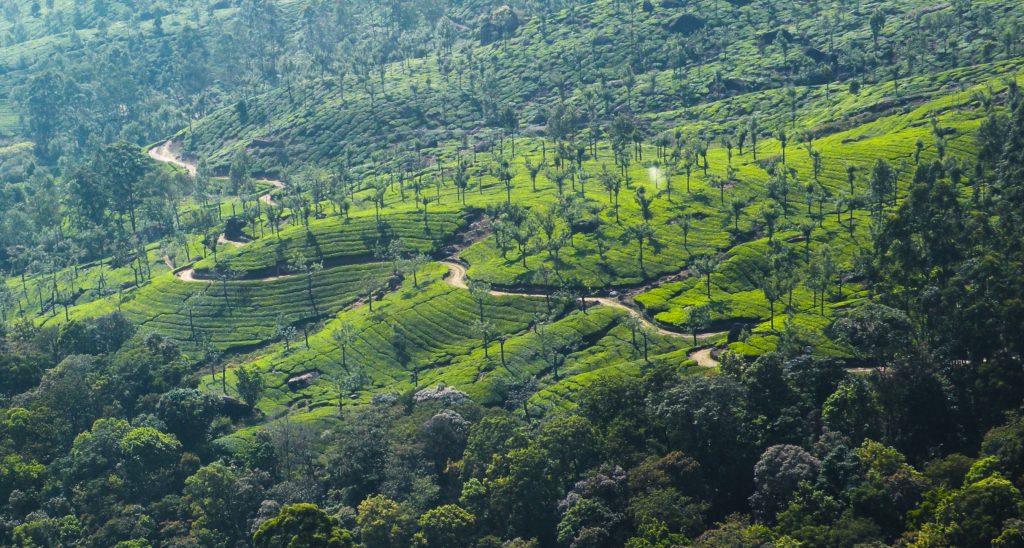 vegetation on hills - PixaHive