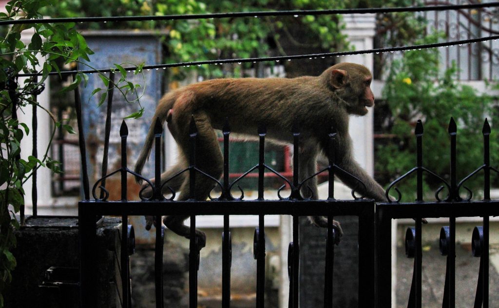 walking monkey - PixaHive