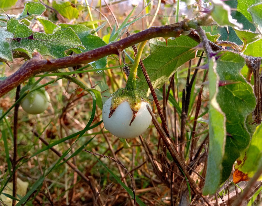 Wild vegetable on plant - PixaHive