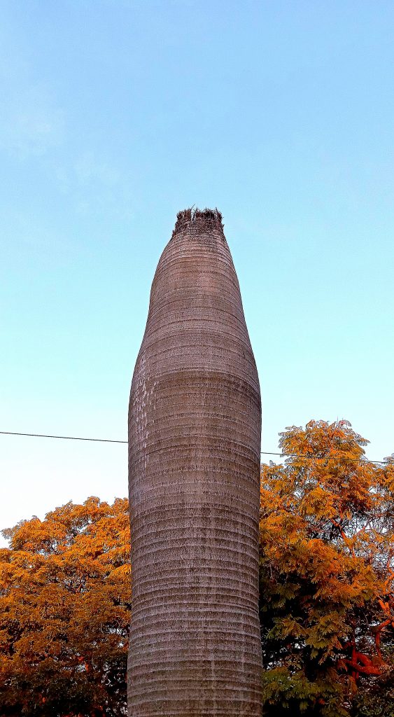 A broken royal palm tree - PixaHive