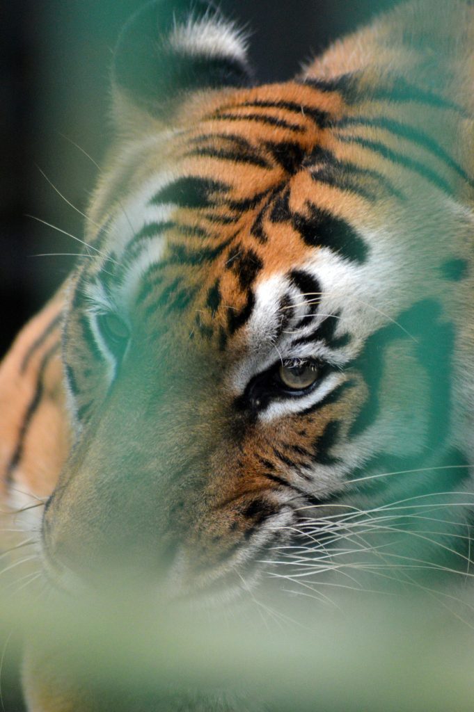 A Bengal tiger - PixaHive