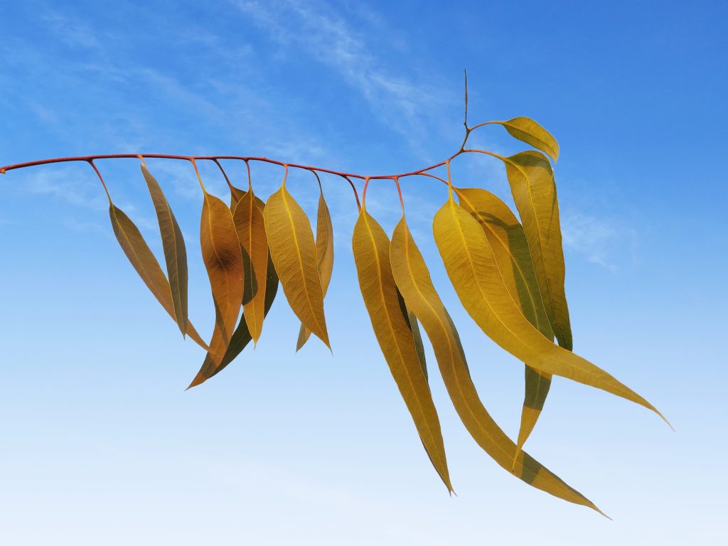 A Plant branch - PixaHive