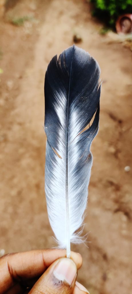 A bird's feather in hand - PixaHive