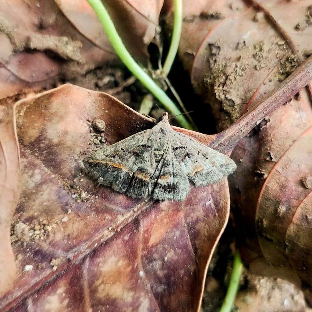 A butterfly on dry leaf - PixaHive