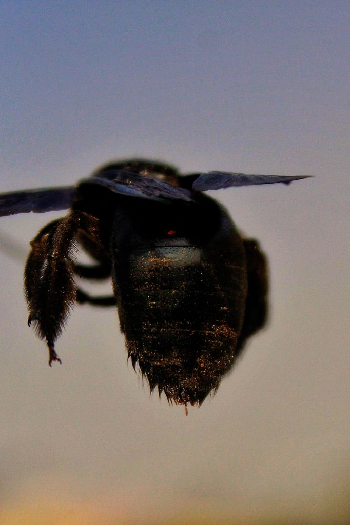 A carpenter bee - PixaHive