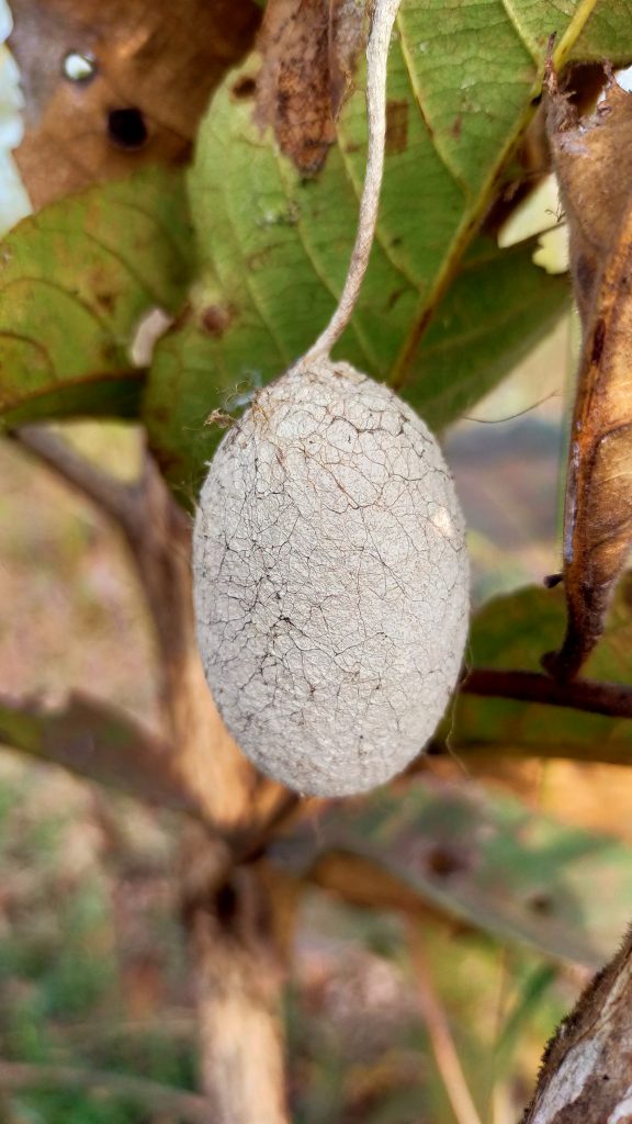 A cocoon made by silkworm - PixaHive