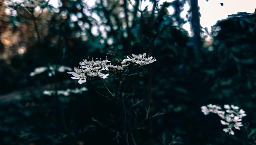 A flowering plant - PixaHive