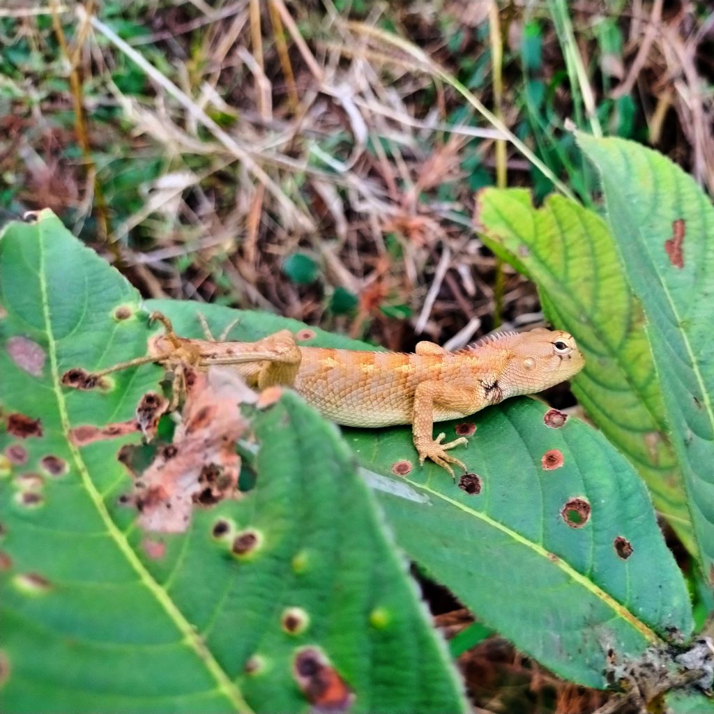 A garden lizard on plant leaf - PixaHive