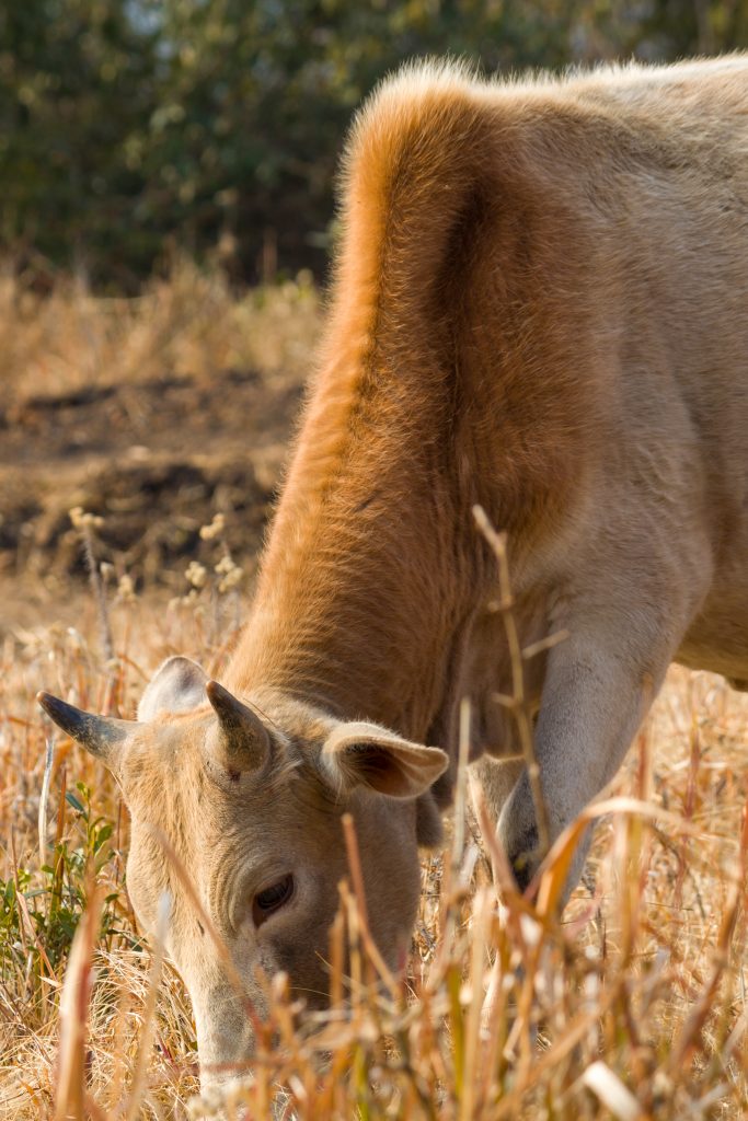 A grazing cow - PixaHive