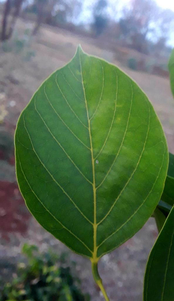A green leaf - PixaHive