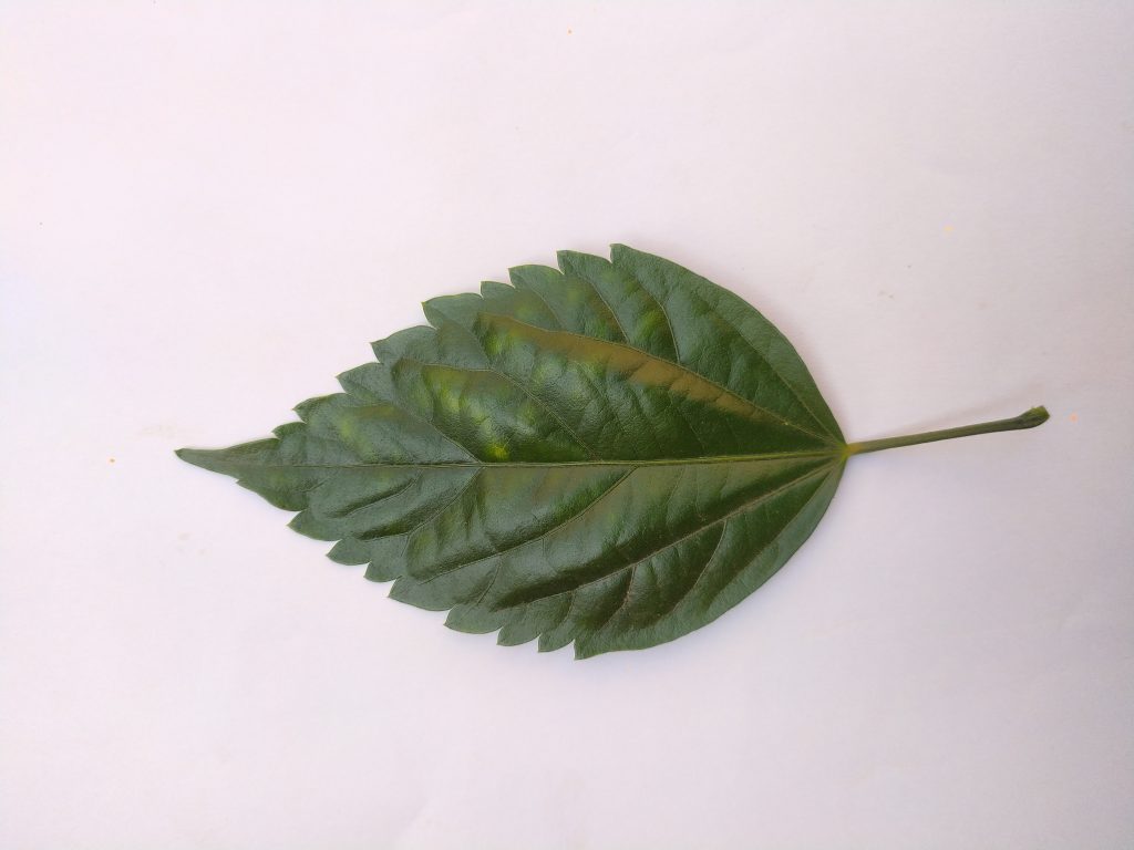 A hibiscus leaf - PixaHive
