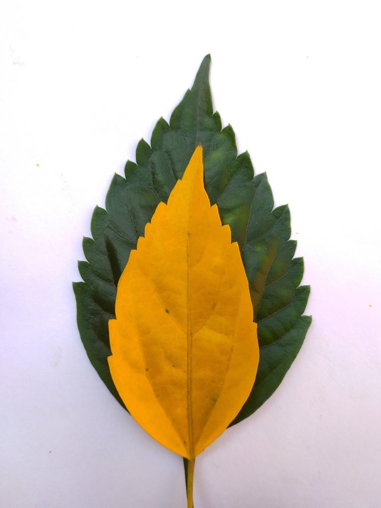 A hibiscus leaf - PixaHive