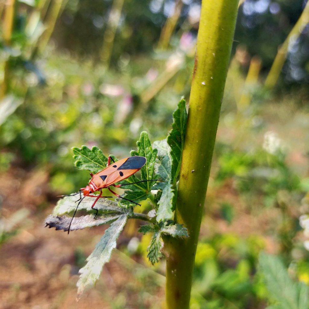A insect on the leaf - PixaHive