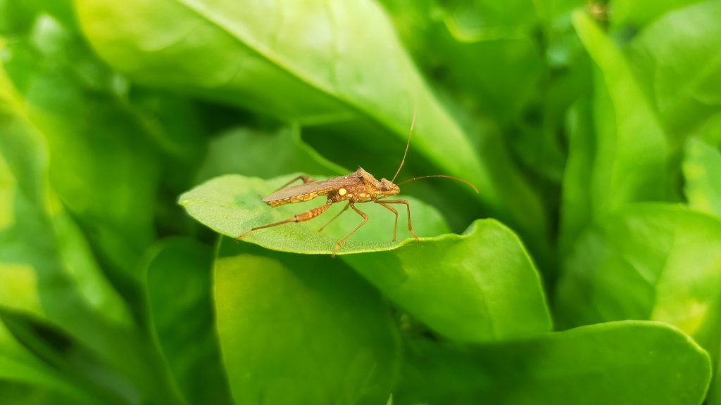 A insect sit on the leaf - PixaHive