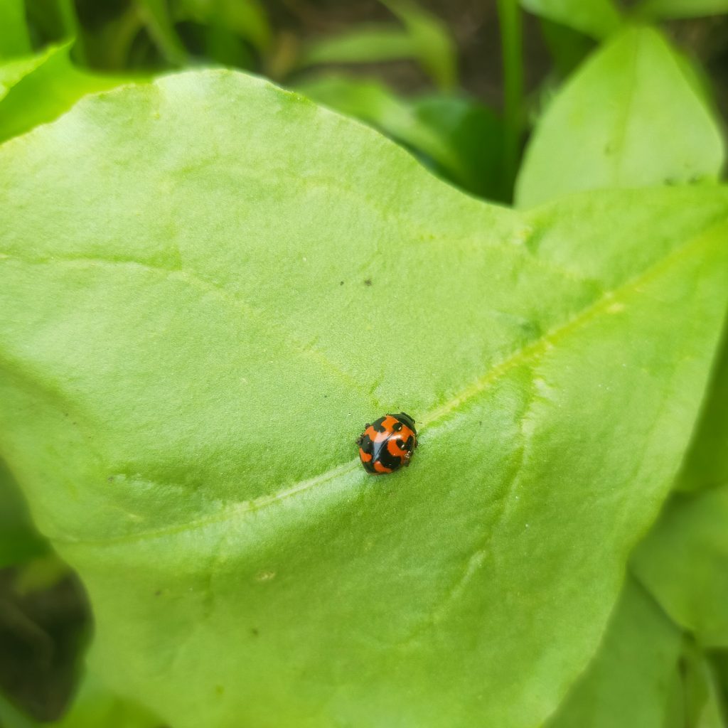 A ladybug on a leaf - PixaHive
