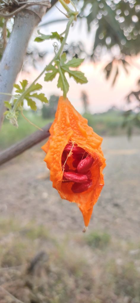 A orange bitter gourd with seeds - PixaHive