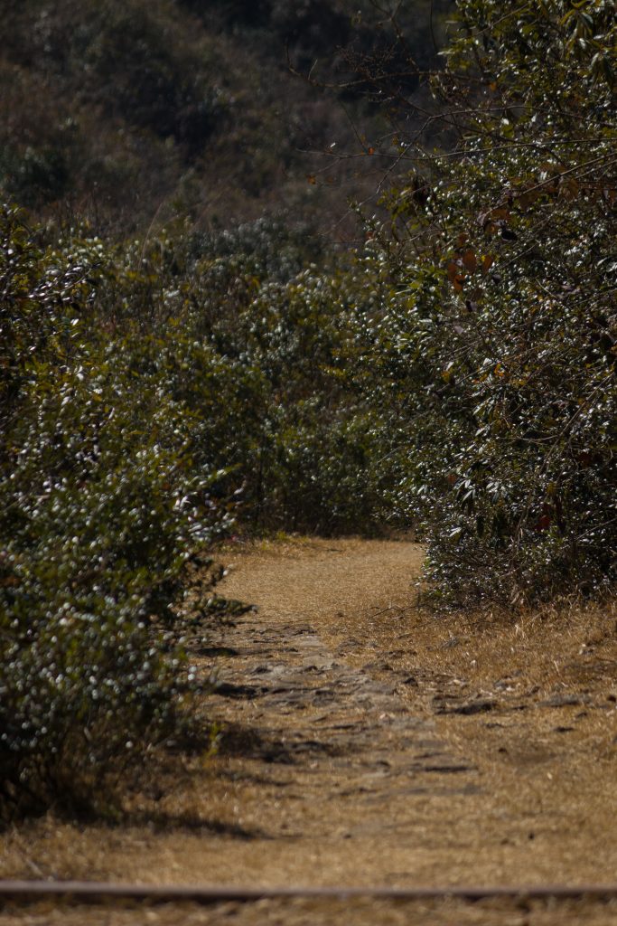 A path through plants - PixaHive