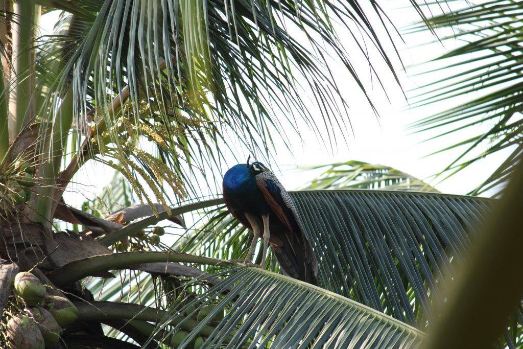 A peacock sitting on a tree - PixaHive