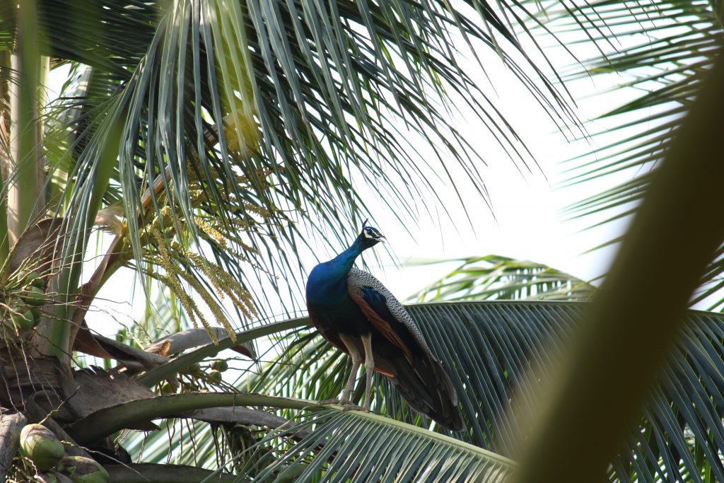 A peacock sitting on a tree. - PixaHive