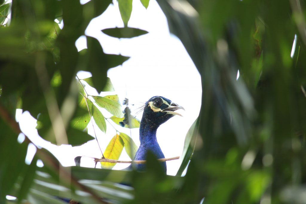 A peacock sitting on a tree. - PixaHive