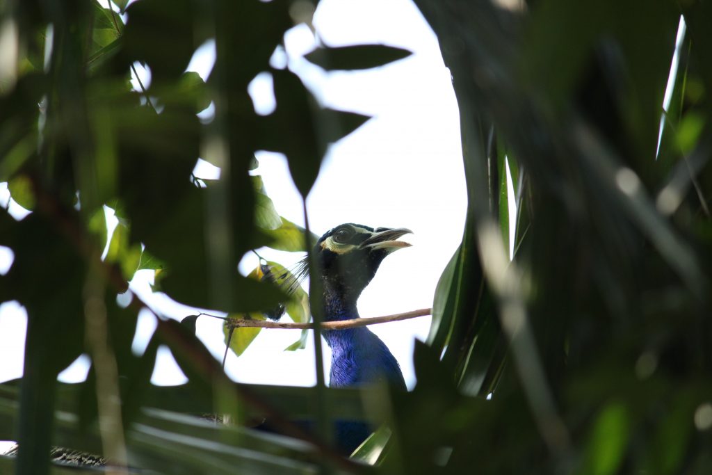 A peacock sitting on a tree. - PixaHive