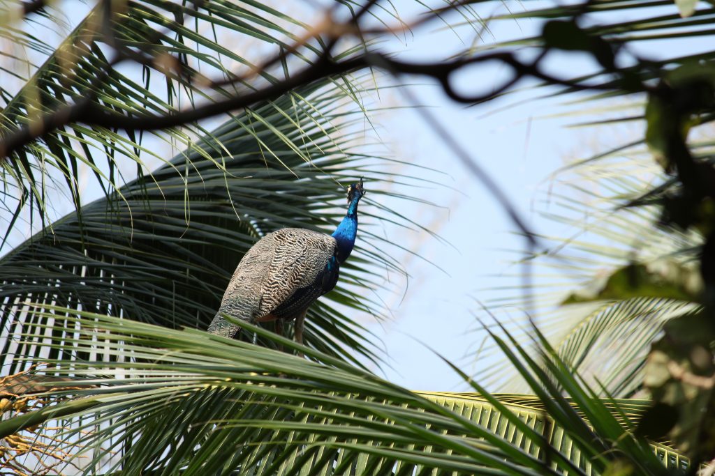 A peacock sitting on a tree. - PixaHive