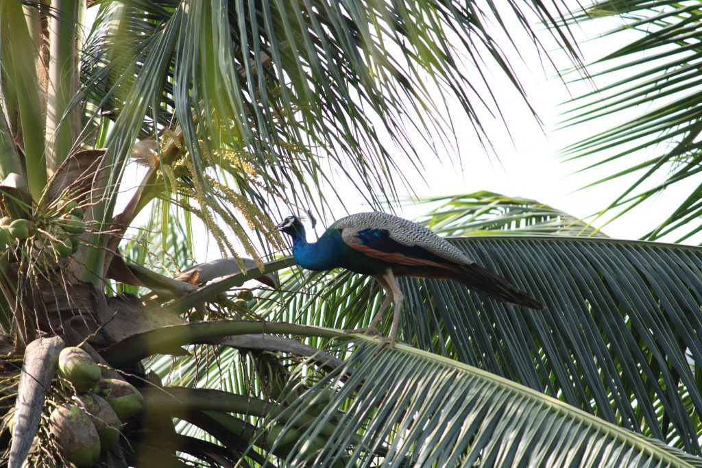 A peacock sitting on the tree. - PixaHive