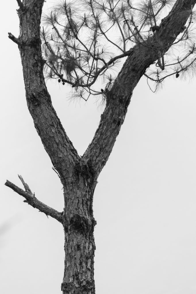 A pine tree - PixaHive