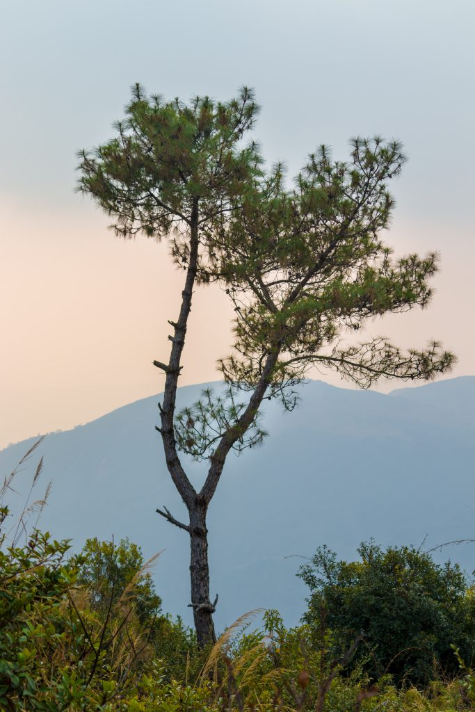 A pine tree - PixaHive