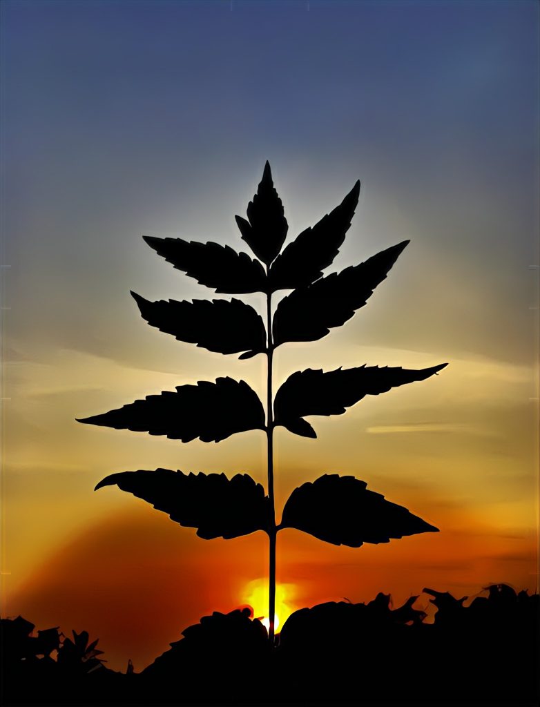 A plant during sunset - PixaHive