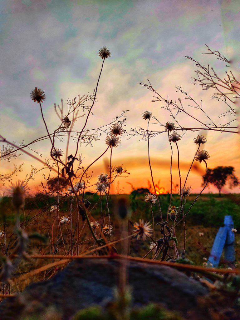 A plant during sunset - PixaHive