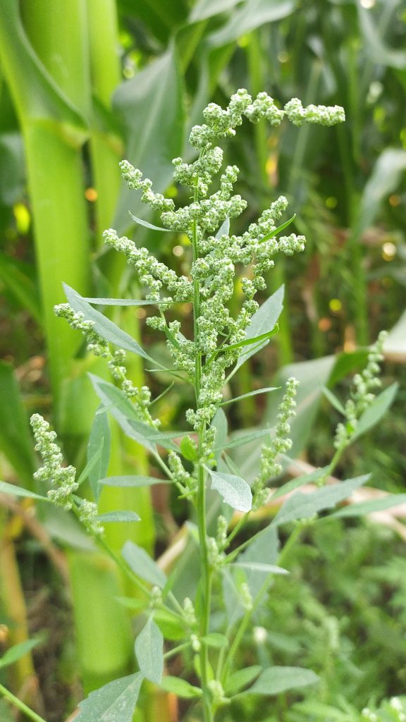 Floral of a plant - PixaHive