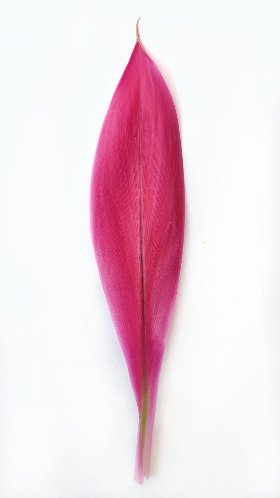 A red dressina leaf - PixaHive