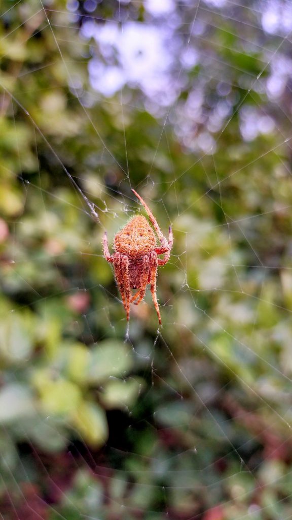 A spider on the web - PixaHive