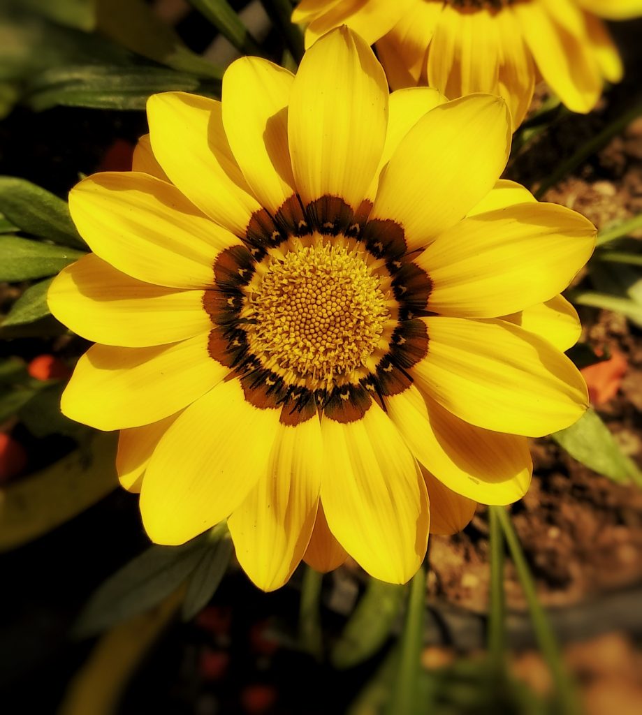 A sunflower - PixaHive