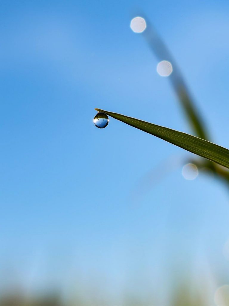 A water drop on a leaf tip - PixaHive
