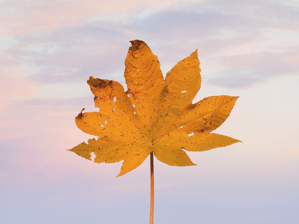 A yellow leaf - PixaHive