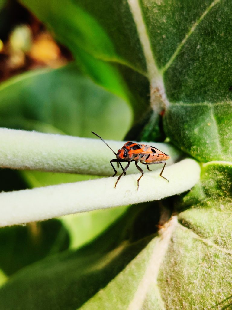 An insect on a plant - PixaHive