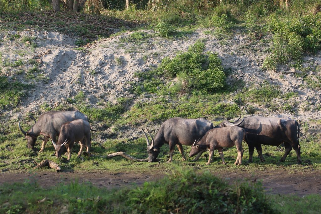 Animals grazing in grassland - PixaHive