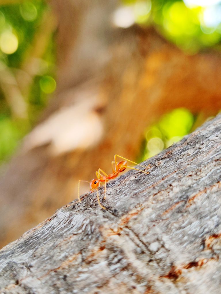Ant on the tree trunk - PixaHive