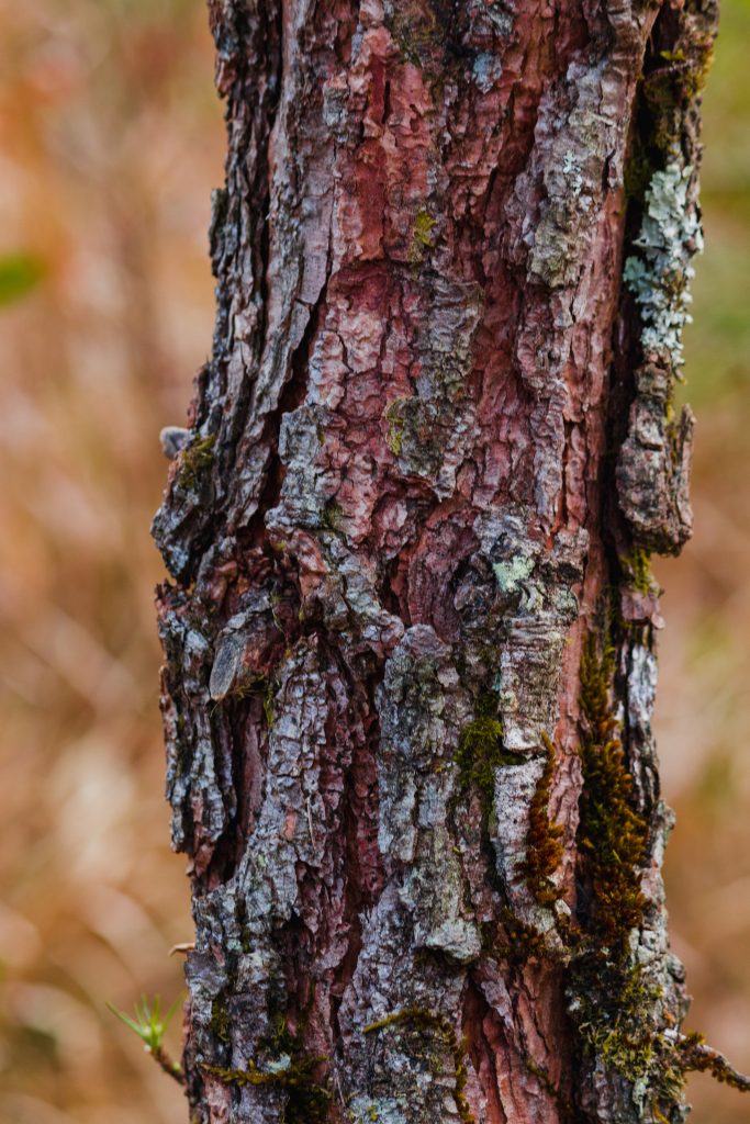 Bark of Pine tree - PixaHive