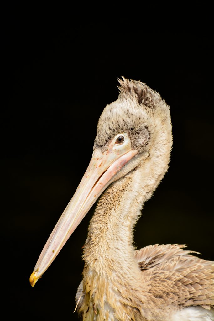 Beak of a duck - PixaHive