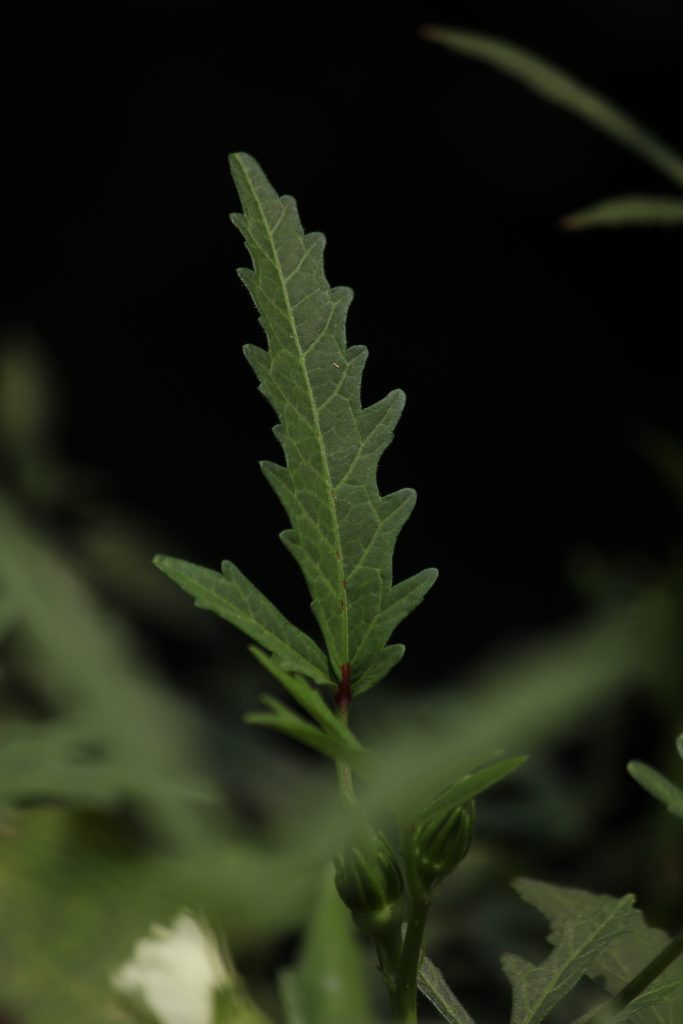 Plant leaf - PixaHive