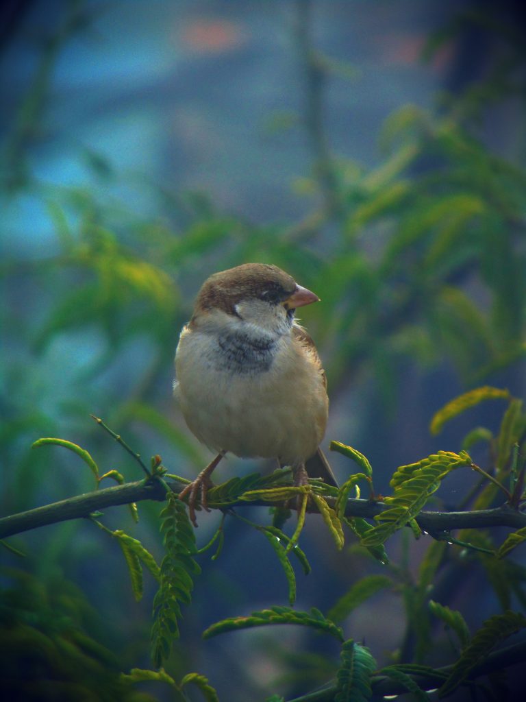 Bird Pixahive
