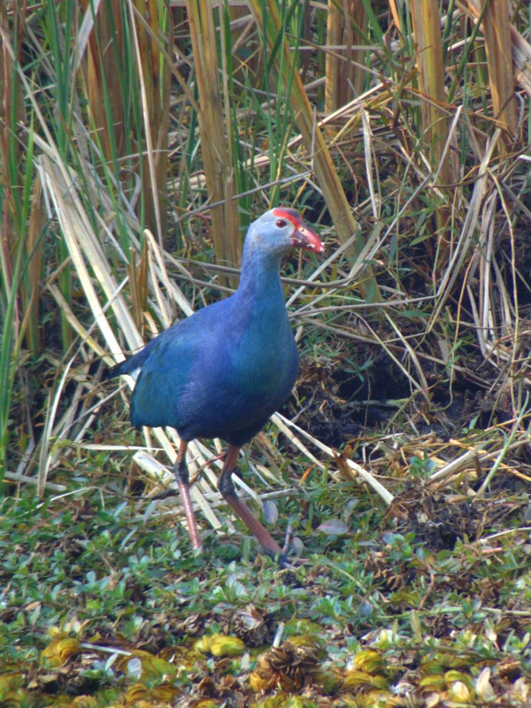 Bird in crop farm - PixaHive