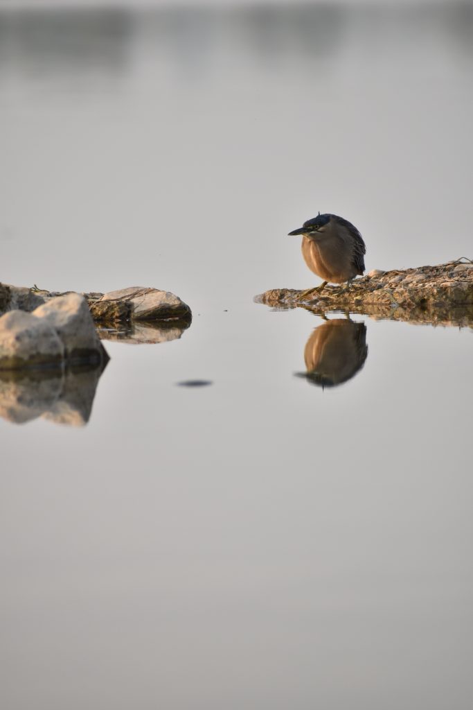 Bird reflection in River - PixaHive